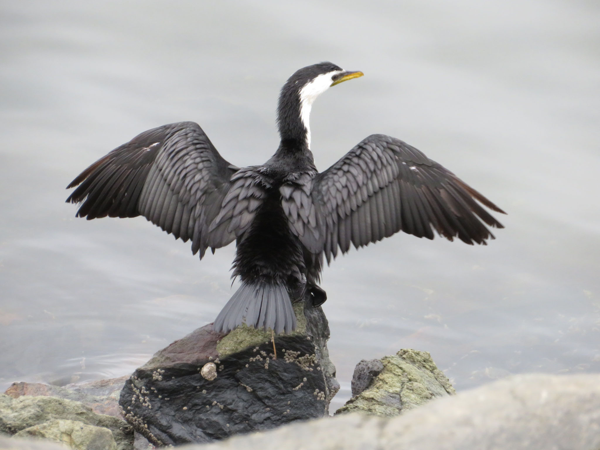 Northland - Amokura - Birds New Zealand