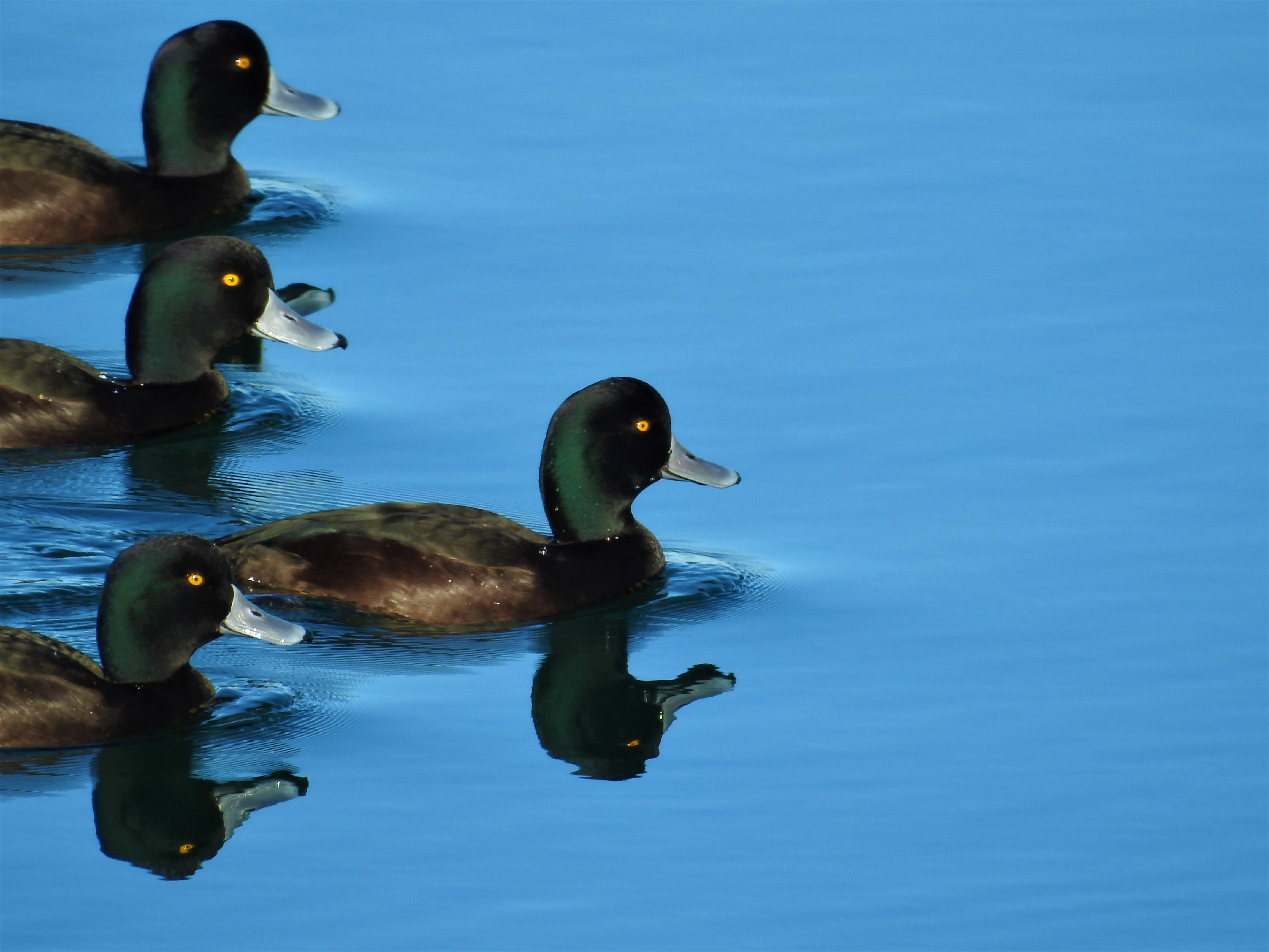South Auckland - Kuaka - Birds New Zealand