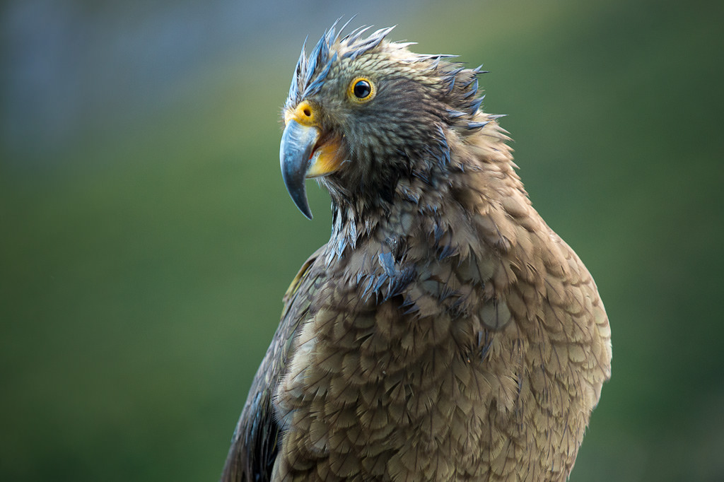 Birding Locations, Maps and Regional Guides - Birds New Zealand