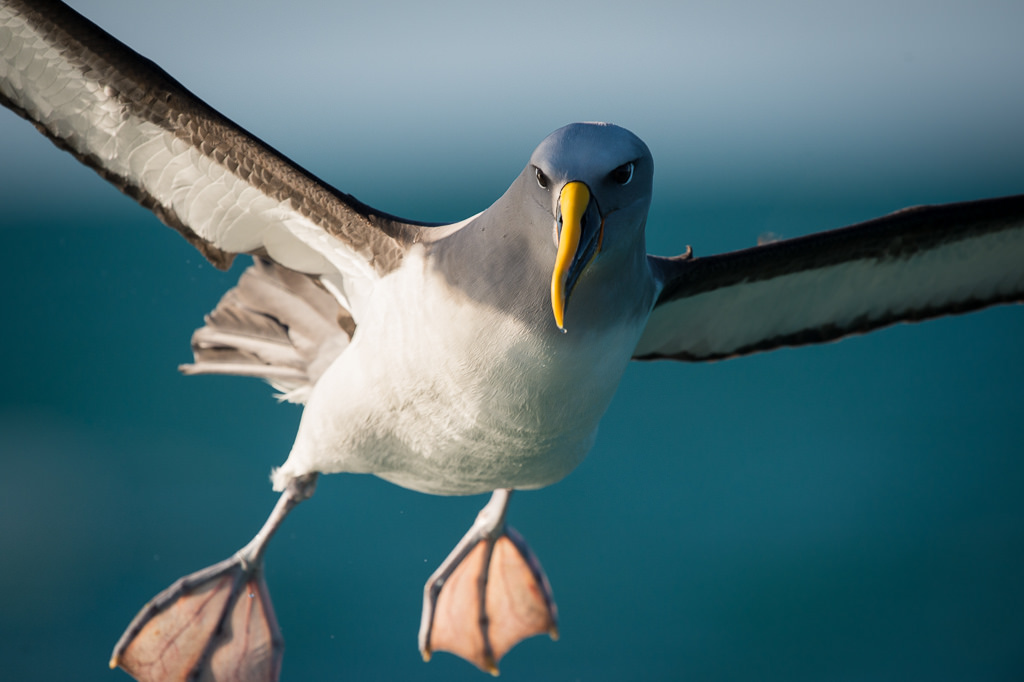 Media Releases, Reports, Tools - Birds New Zealand