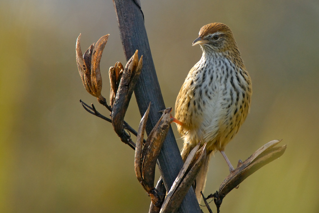 New Zealand Birds Online - Birds New Zealand