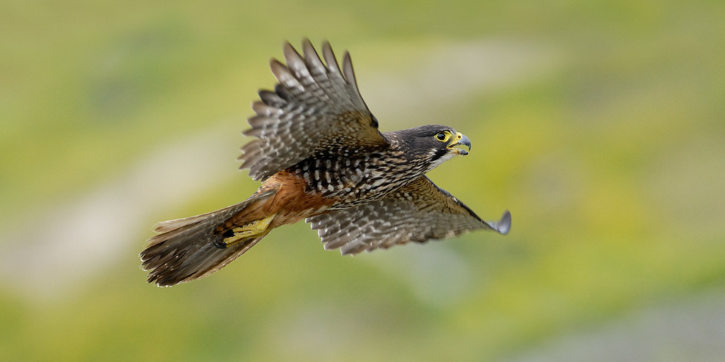 Tools and Resources - Birds New Zealand