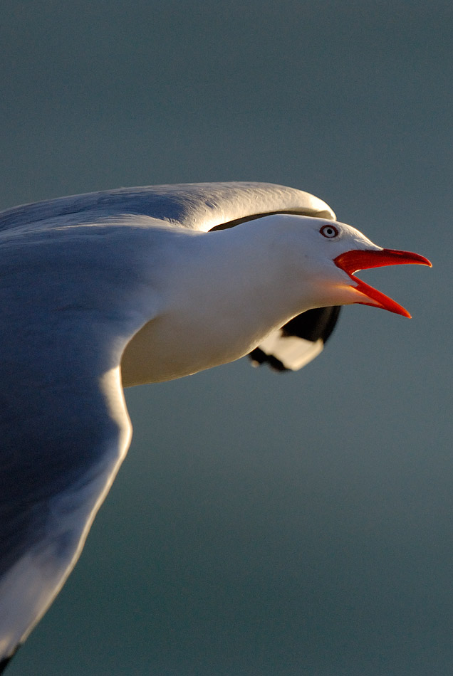 Media Releases - Birds New Zealand