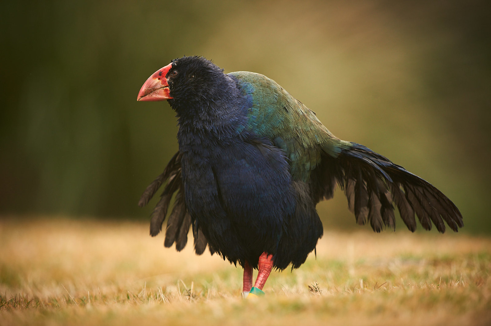 Reports, Articles and Papers - Birds New Zealand