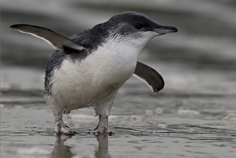 Dead little penguins washing ashore - Birds New Zealand