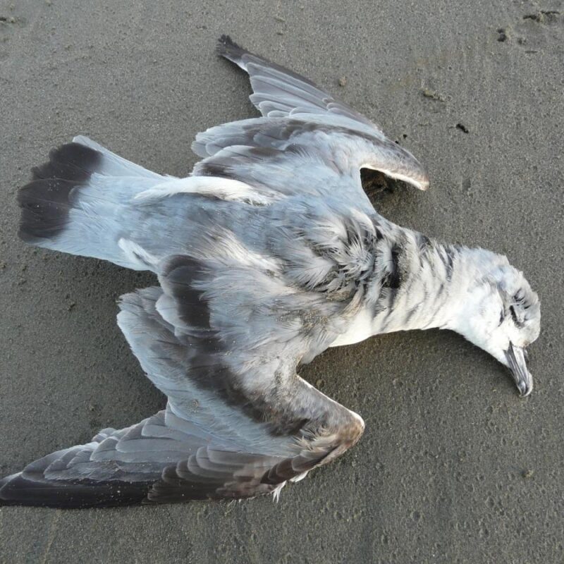 Research - Birds New Zealand