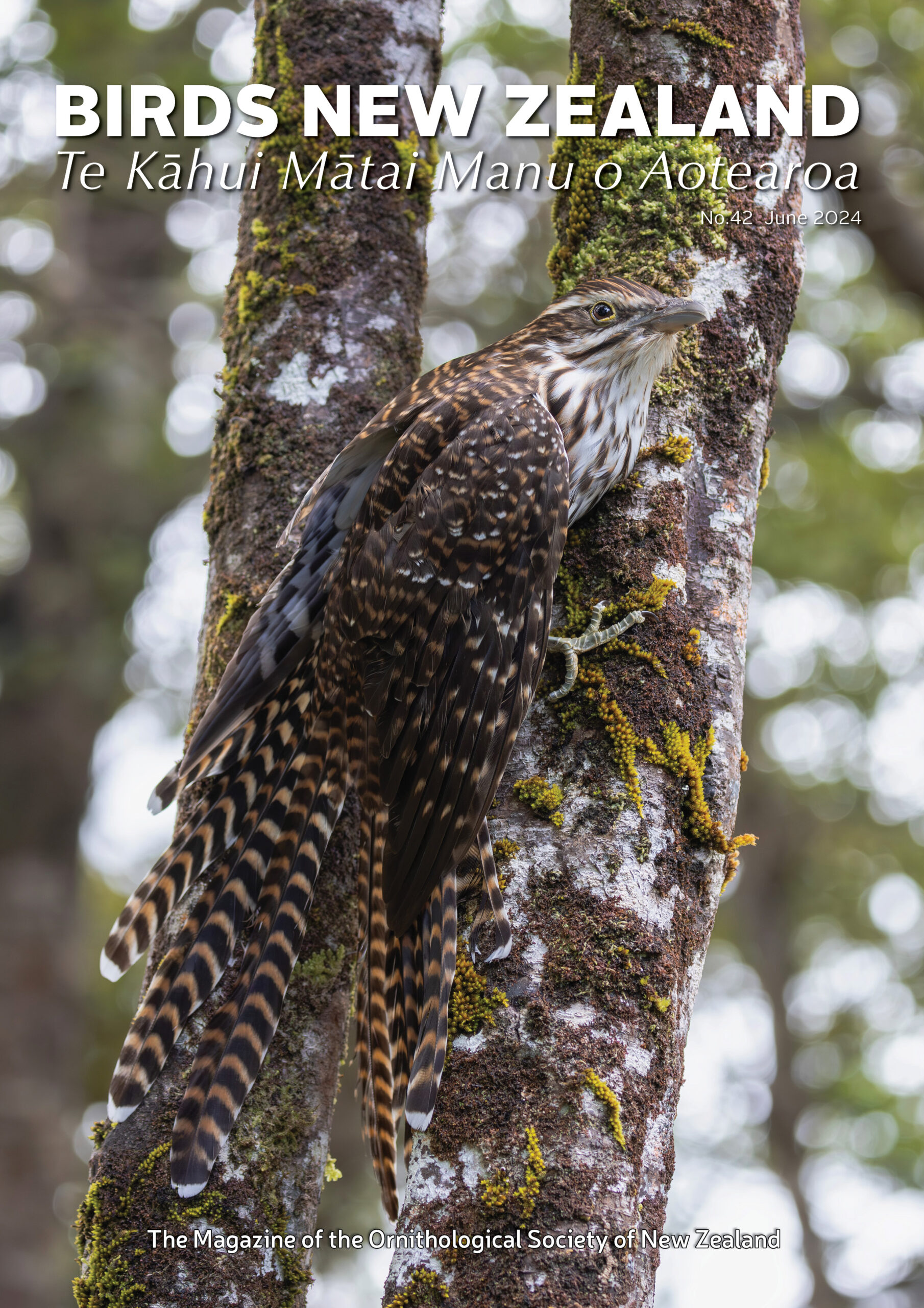 June Birds New Zealand magazine published - Birds New Zealand