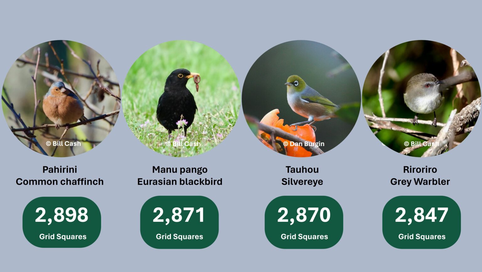eBird - Birds New Zealand